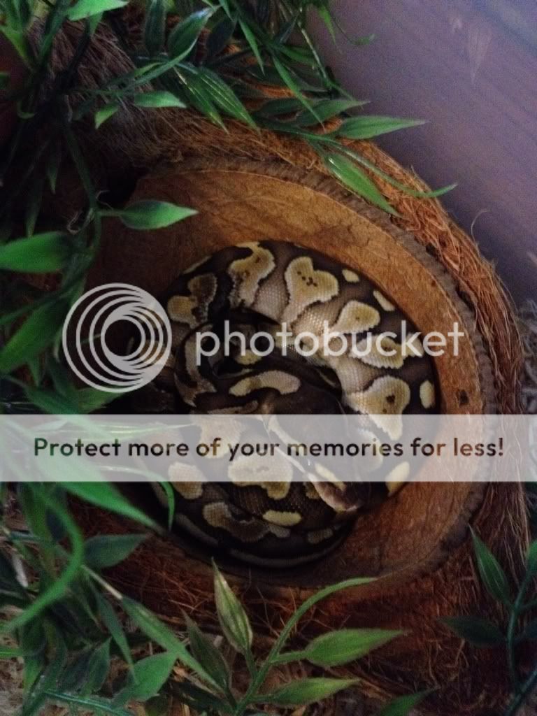 beautiful baby butter/lesser ball python Photos | Reptile Forums