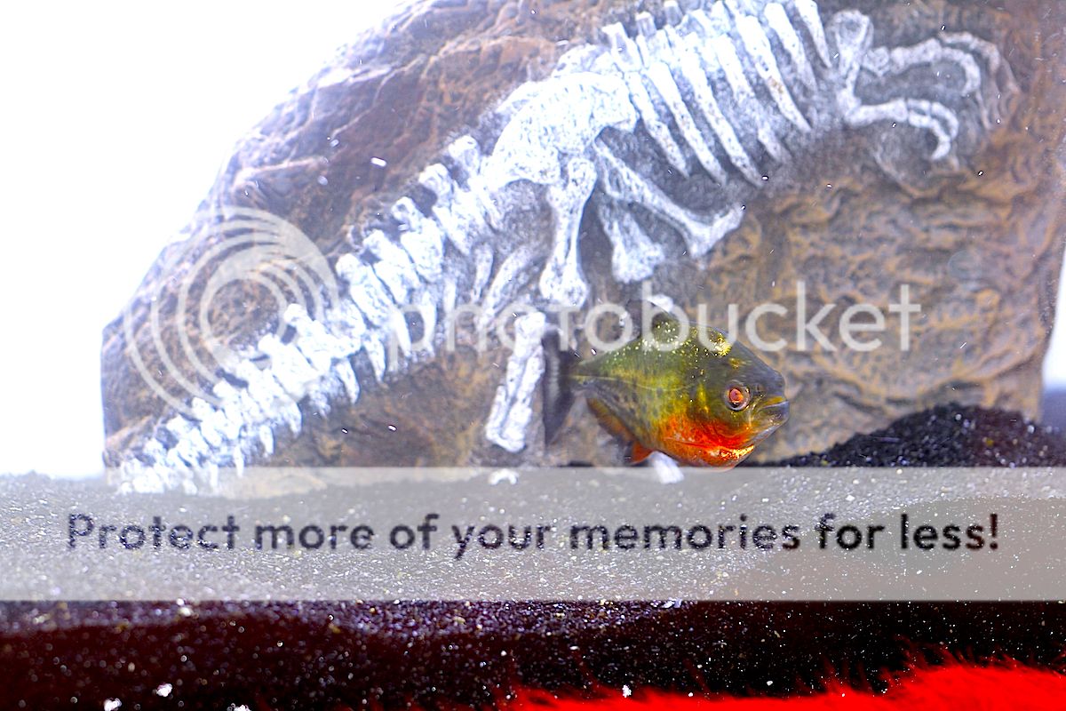 6 X Pygocentrus nattereri | Reptile Forums