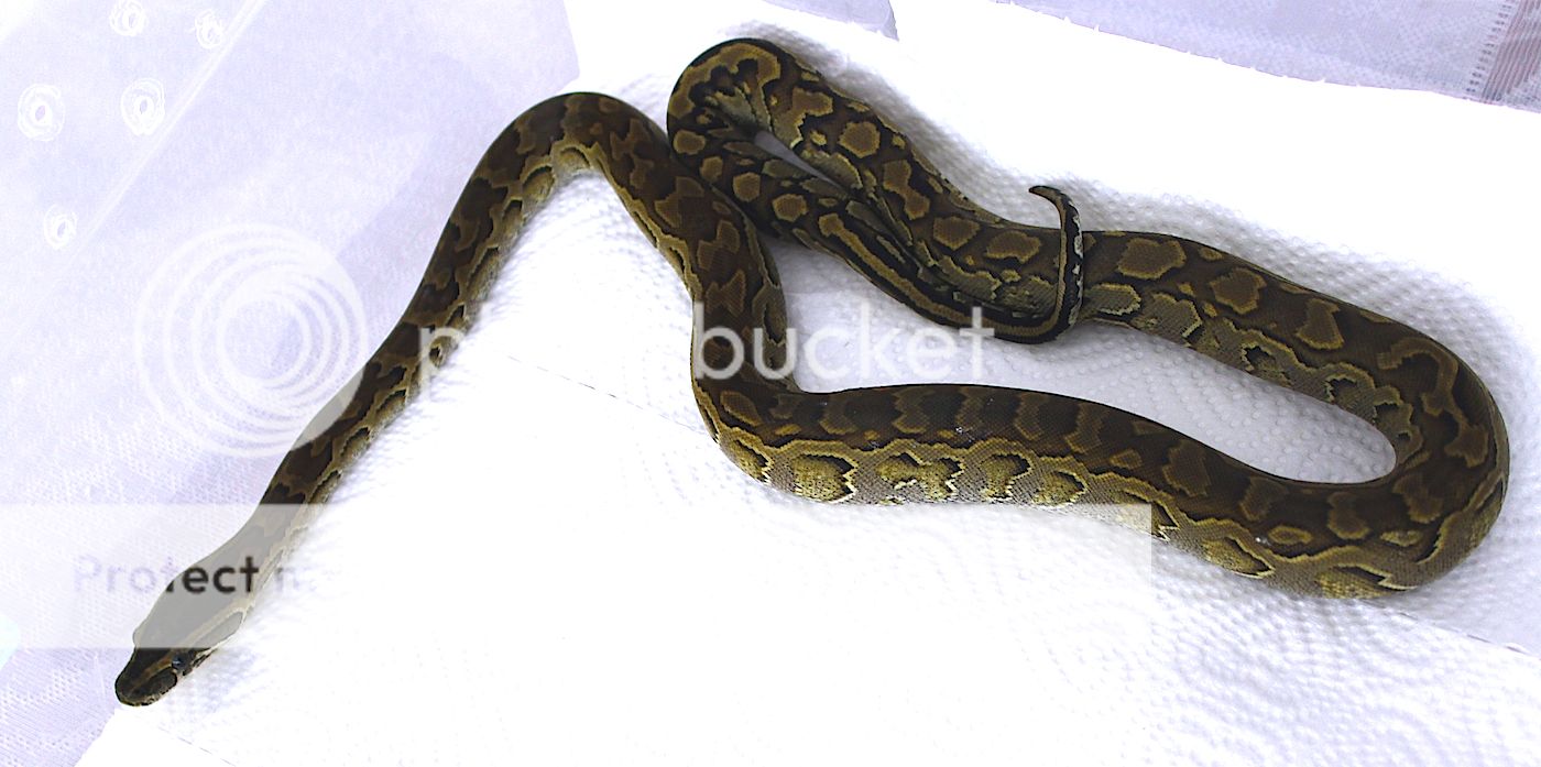 My Big Collection *** | Reptile Forums