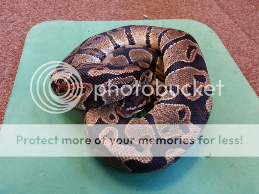 NW England - Female Royal Python 1.35kg | Reptile Forums
