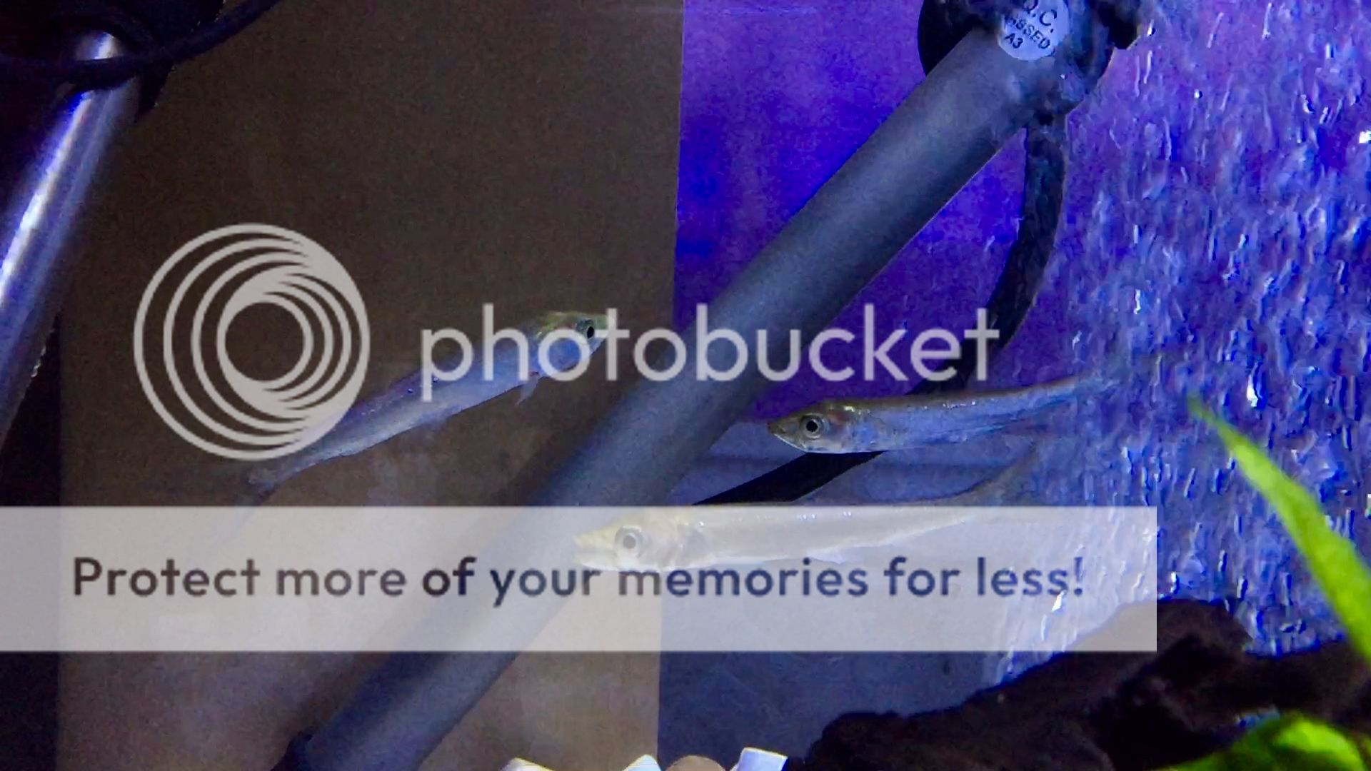 Elopichthys Bambusa Growout | MonsterFishKeepers.com