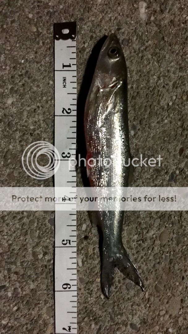 Elopichthys Bambusa Growout | MonsterFishKeepers.com