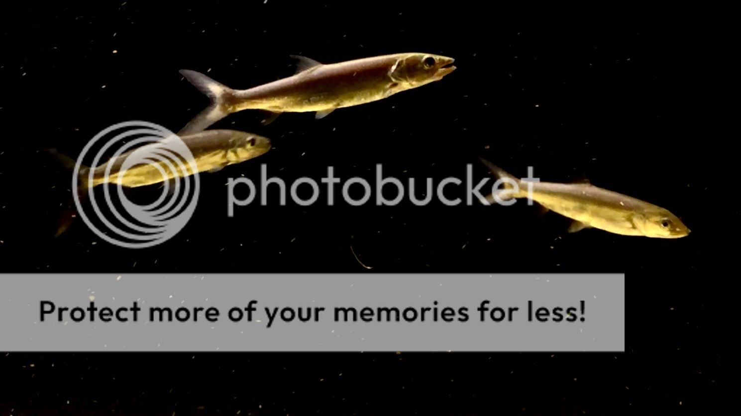 Elopichthys Bambusa Growout | MonsterFishKeepers.com