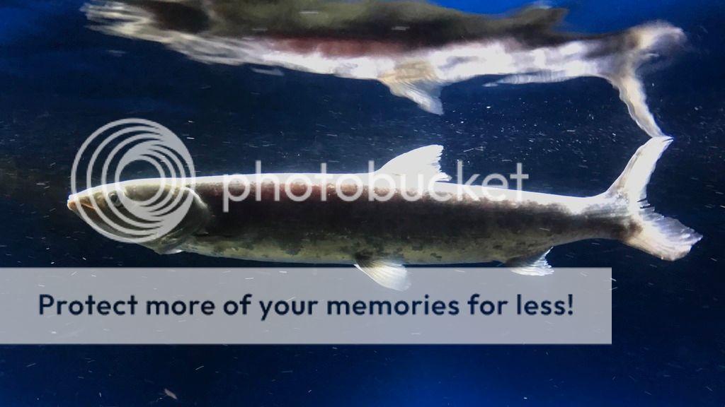 Elopichthys Bambusa Growout | Page 4 | MonsterFishKeepers.com