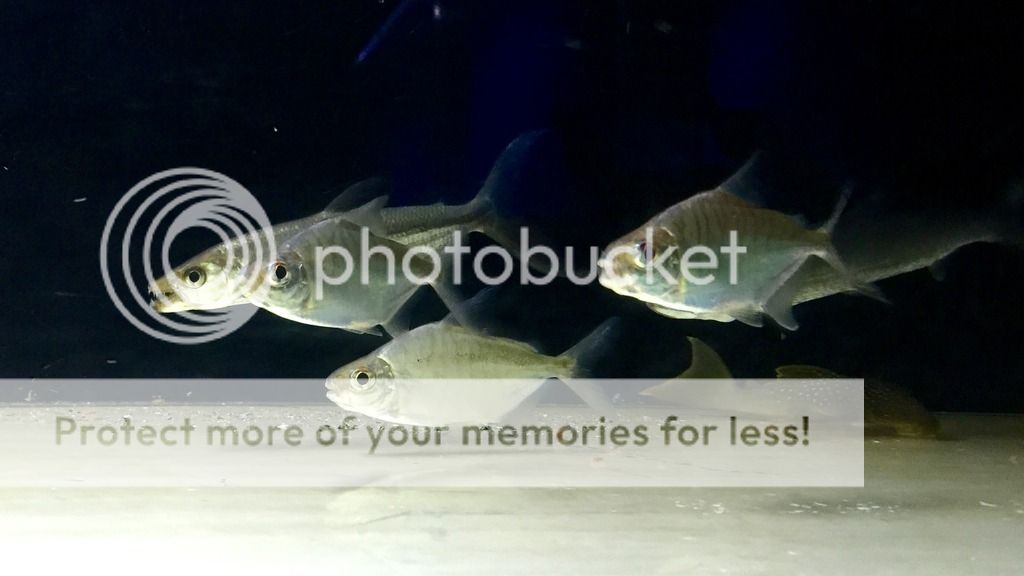 Acnodon Normani. Aka tiger sheep pacu. | Page 2 | MonsterFishKeepers.com