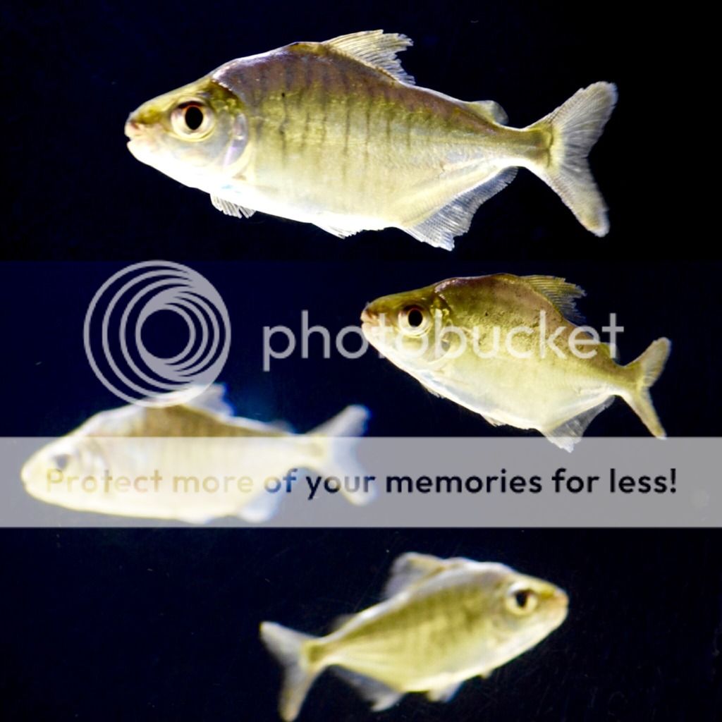 Acnodon Normani. Aka tiger sheep pacu. | MonsterFishKeepers.com