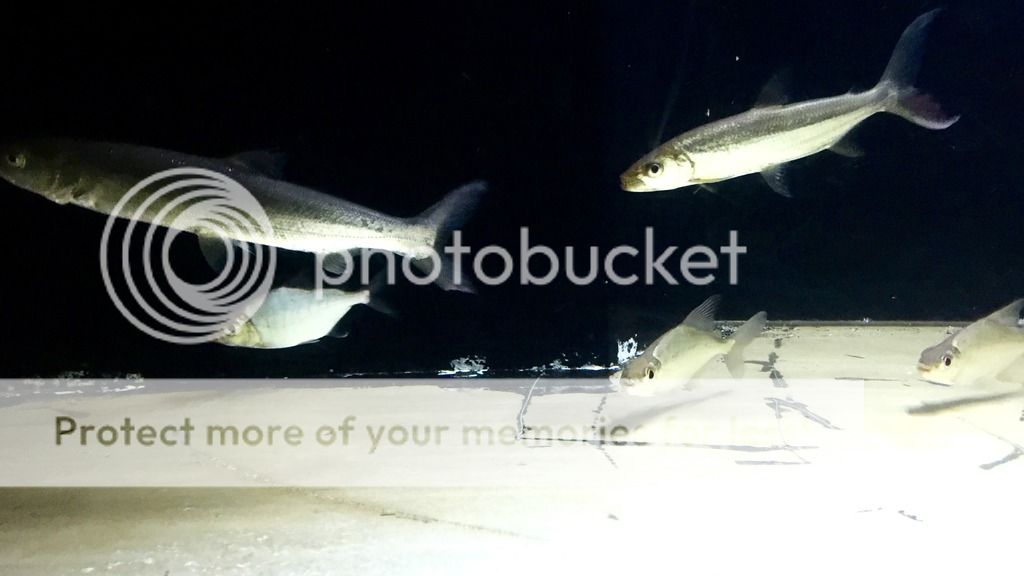 Acnodon Normani. Aka tiger sheep pacu. | Page 2 | MonsterFishKeepers.com