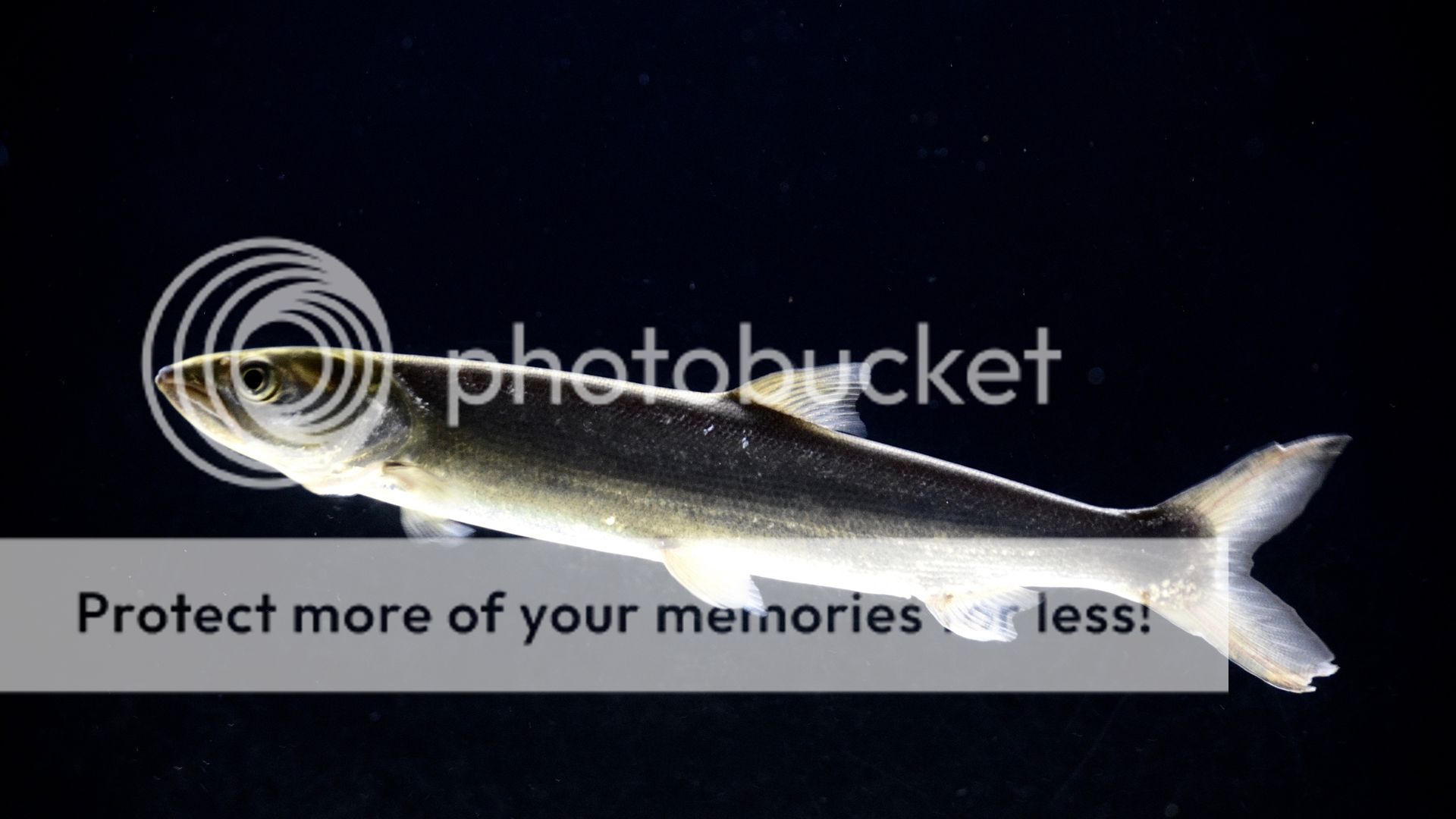 Elopichthys Bambusa Growout | MonsterFishKeepers.com