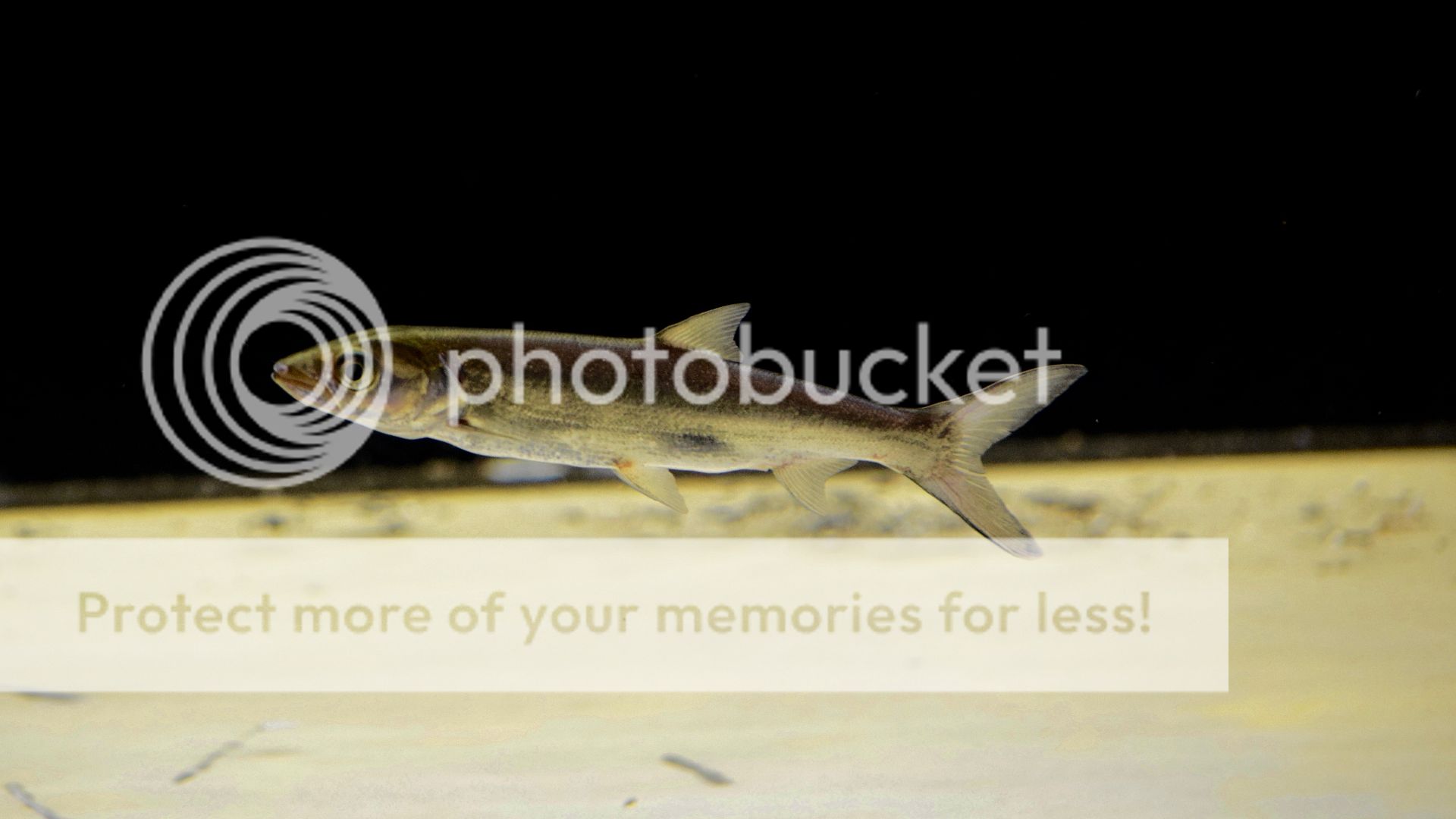 Elopichthys Bambusa Growout | MonsterFishKeepers.com