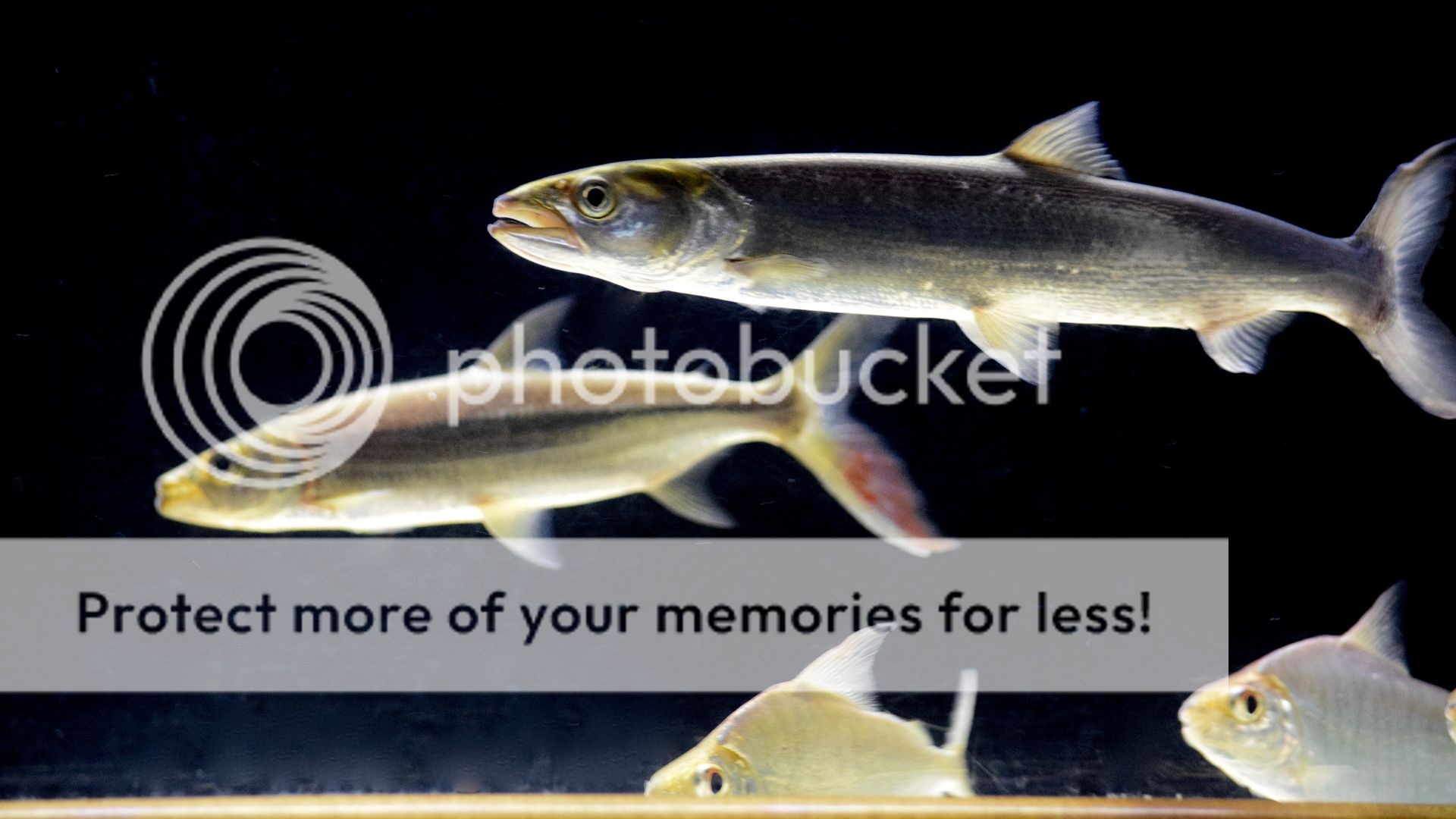 Elopichthys Bambusa Growout | MonsterFishKeepers.com