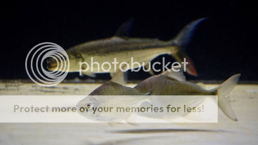 Acnodon Normani. Aka tiger sheep pacu. | Page 2 | MonsterFishKeepers.com